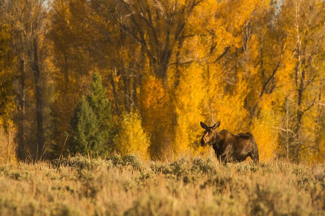 Private Sunrise 4-Hour Grand Teton Wildlife Adventure - Plan Your Visit: Booking and Cancellation Policies