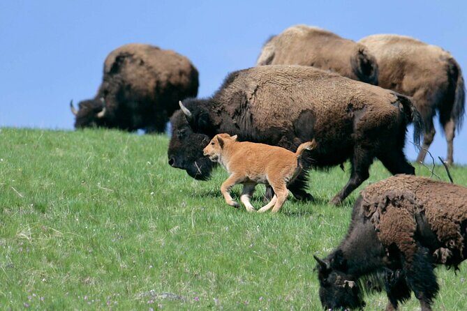 Private Sunrise Wildlife Adventure Into Yellowstone Lamar Valley - Final Thoughts: Is it Worth It?