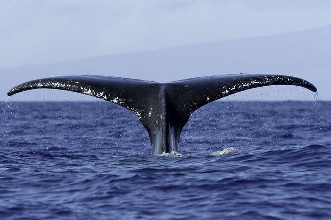 Private Sunset Cruise in Kona - Frequently Asked Questions