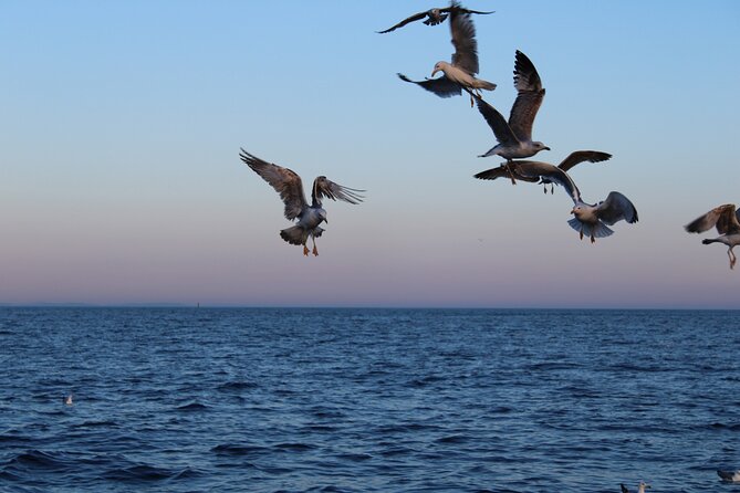 Private Sunset Dolphin Excursion with Dinner and Animation - Key Points