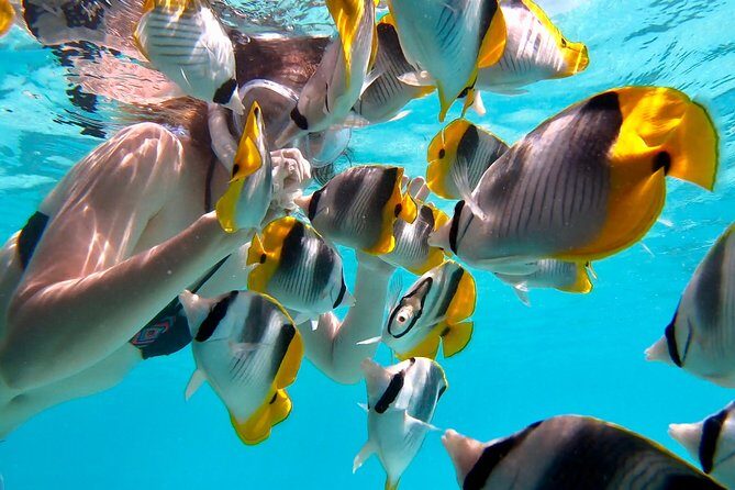 PRIVATE Sunset Tour: Moorea Snorkeling on a Catamaran named Taboo - FAQ