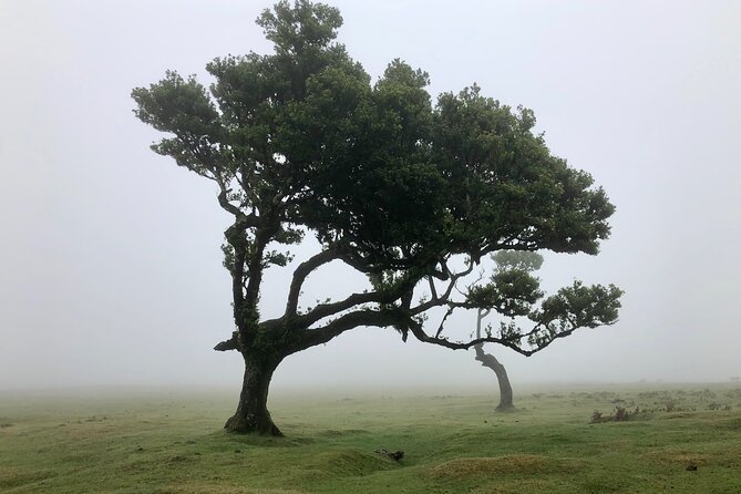 Private Sunset Tour with Food and Drinks in Fanal Forest - Key Points