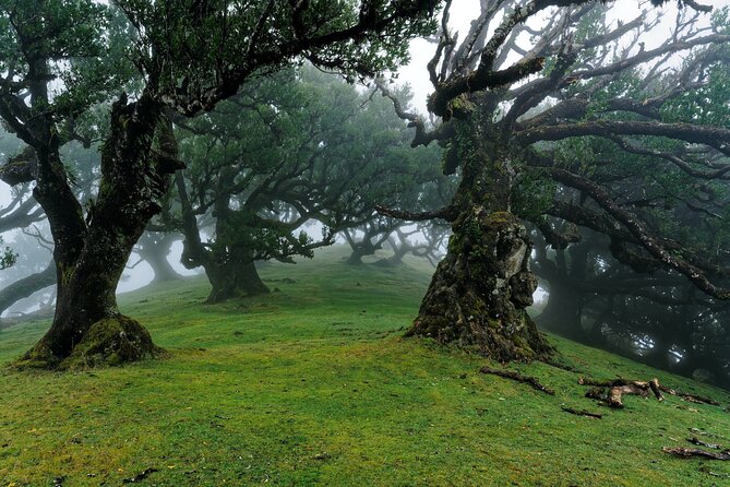 Private Sunset Tour with Food and Drinks in Fanal Forest - Who Will Love This Tour?