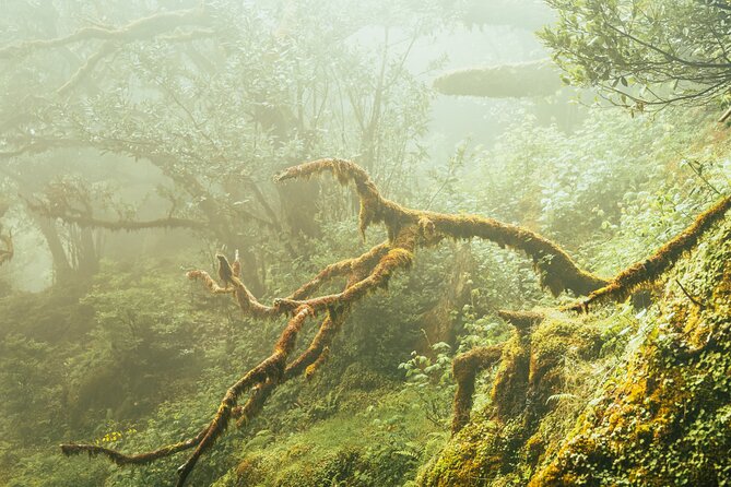 Private Sunset Tour with Food and Drinks in Fanal Forest - The Sum Up