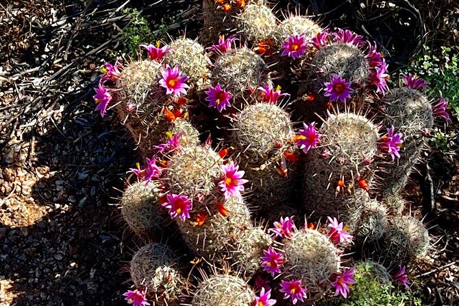 Private Sunset Walking Tour -Sonoran Desert Botanical Gardens 2h - Authentic Reviews and What They Reveal