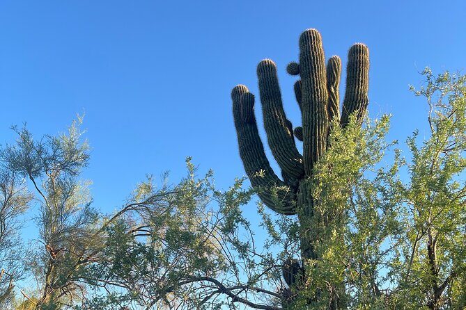 Private Sunset Walking Tour -Sonoran Desert Botanical Gardens 2h - Why This Tour Works
