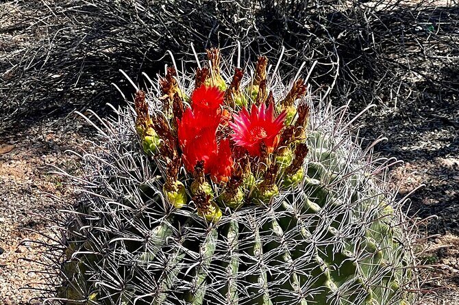 Private Sunset Walking Tour -Sonoran Desert Botanical Gardens 2h - Who Should Consider This Tour?