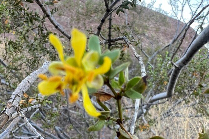 Private Sunset Walking Tour -Sonoran Desert Botanical Gardens 2h - Final Thoughts