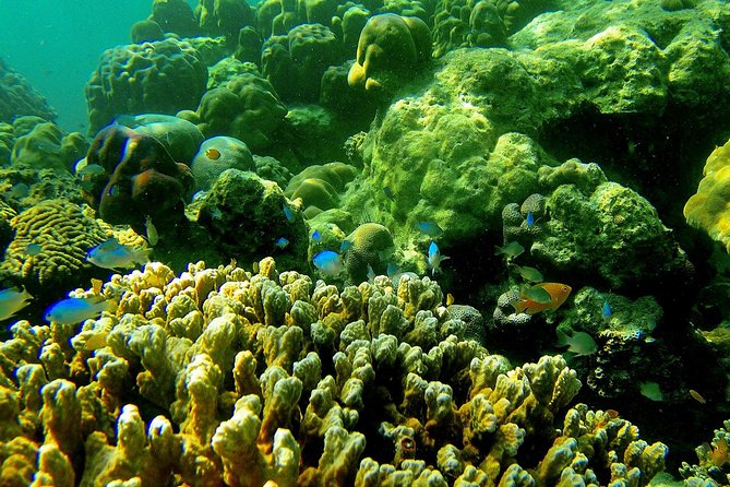 Private Surin Islands Longtail Boat Tour - The Details That Matter