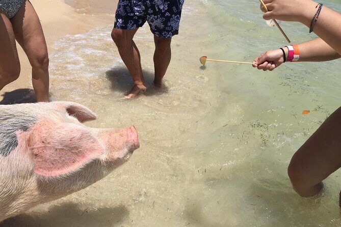 Private Swim With Pigs and Snorkeling in Paradise Tour - FAQ