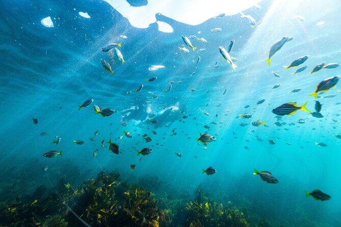 Private Sydney Snorkeling Experience: Explore Cabbage Tree Bay - An Introduction to the Tour and Its Setting