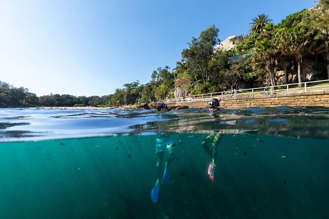 Private Sydney Snorkeling Experience: Explore Cabbage Tree Bay - The Itinerary: A Curated Snapshot