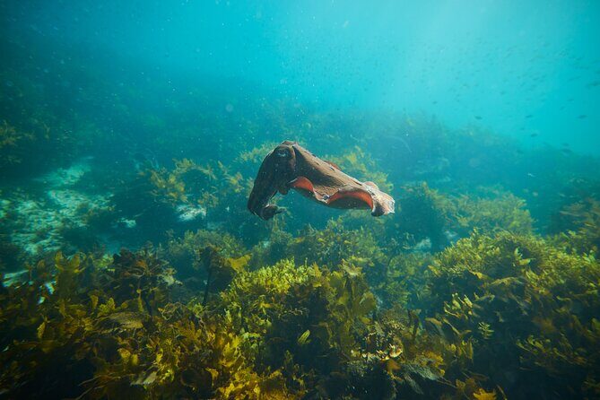 Private Sydney Snorkeling Experience: Explore Cabbage Tree Bay - Who Will Love This Experience?