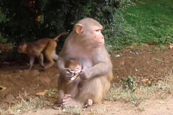 Private Taj Mahal Sunrise Half-Day Trip from Agra - FAQ