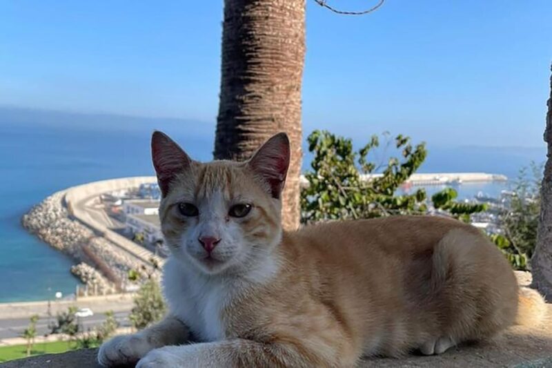 Private Tangier Tour from Ferry /Cruise ship Including Lunch - Frequently Asked Questions