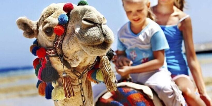 Private Tangier Tour from Gibraltar including Camel & Lunch - Practical Details: Transportation, Timing, and Flexibility