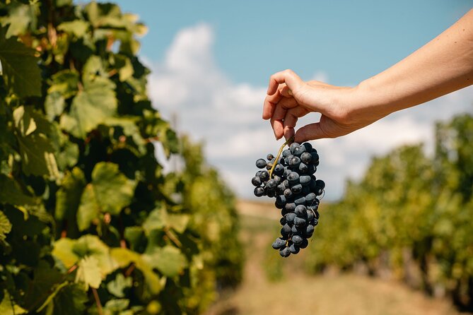 Private Tasting Expedition Along Romanias Most Famous Wine Route - The Practical Side: Logistics, Price, and Booking