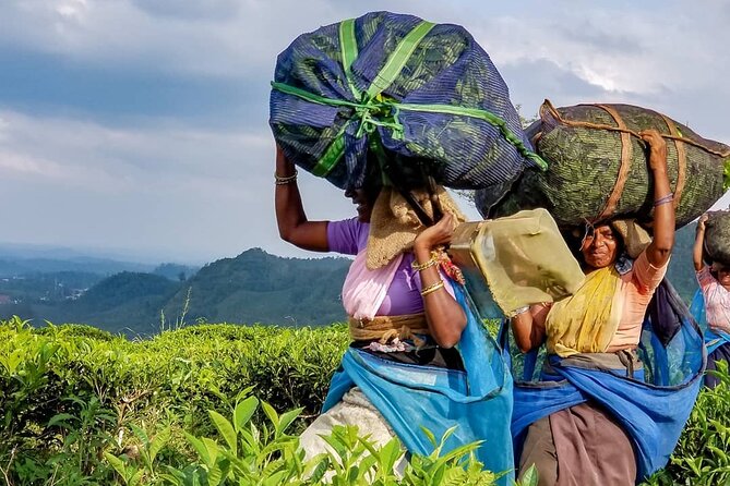 Private Tea Tour and Tea Factory - Inside the Tea Factory