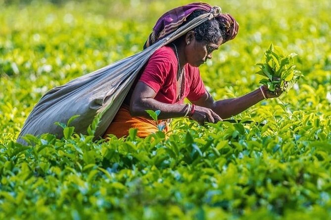 Private Tea Tour and Tea Factory - Tasting and Final Impressions