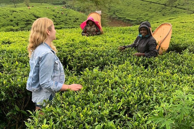 Private Tea Tour and Tea Factory - Who Will Love This Tour