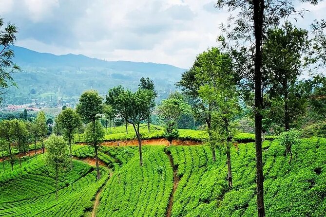 Private Tea Tour and Tea Factory - The Sum Up: The Best of Sri Lanka’s Tea Scene