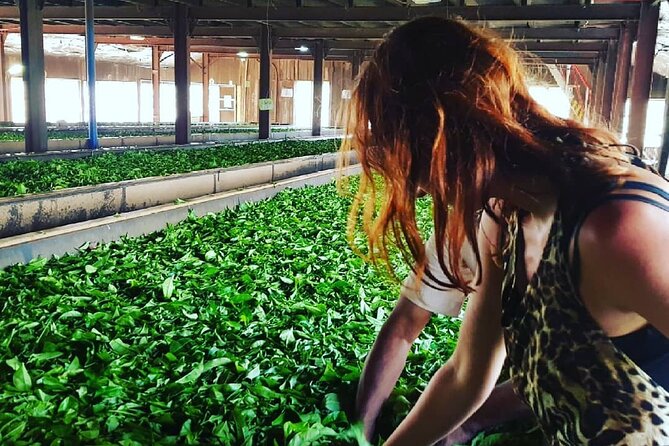 Private Tea Tour and Tea Factory - FAQs