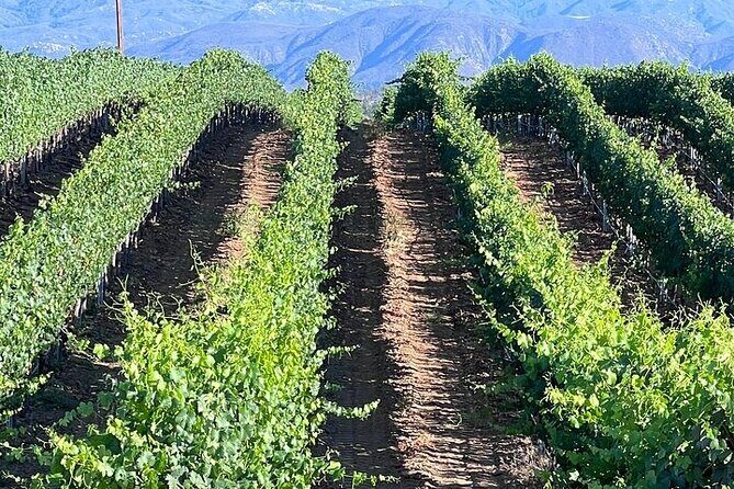 Private Temecula Wine Tour from Downtown San Diego - Key Points