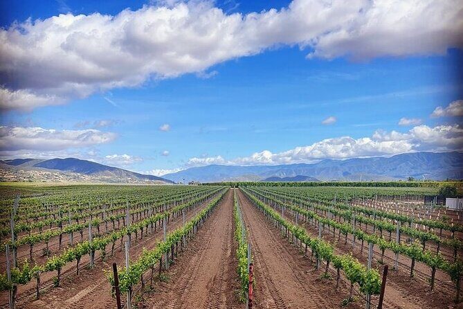 Private Temecula Wine Tour from Oceanside - A Complete Guide to the Temecula Wine Tour Experience