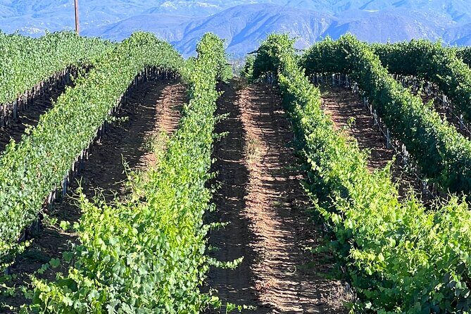 Private Temecula Wine Tour from Pacific Beach - An In-Depth Look at the Temecula Wine Experience