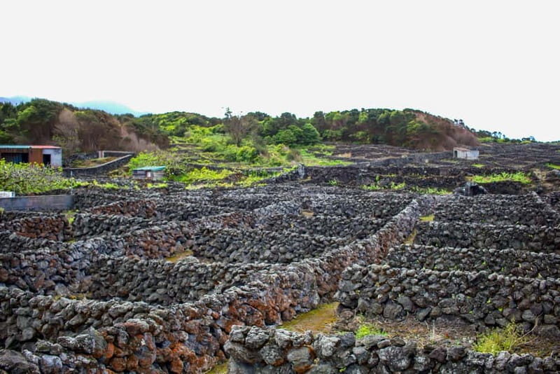 Private Terceira Island Caves: Lava Route - entrances & wine - Discovering Terceiras Lava Wonders: An In-Depth Review