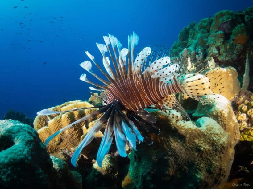 Private: The Great Barrier & Coral Garden Scuba Dive Tour - Who Will Love This Tour?