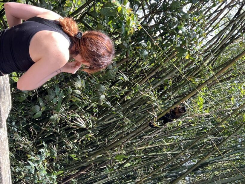 Private Tijuca Forest & Botanical Garden Guided Tour - Discover Rio’s Green Heart: A Detailed Look at the Private Tijuca Forest & Botanical Garden Tour