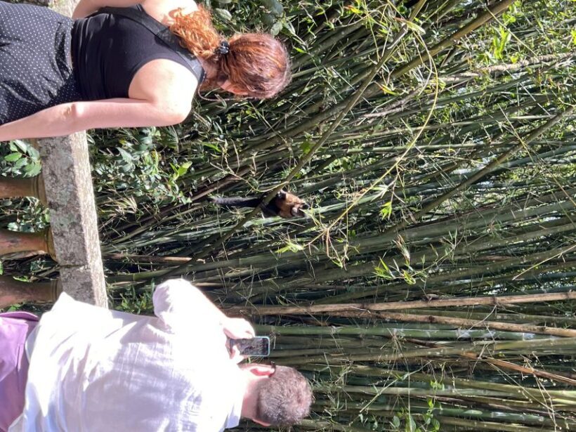 Private Tijuca Forest & Botanical Garden Guided Tour - Value and Tips