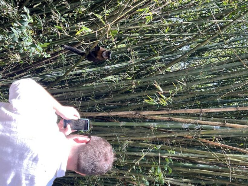 Private Tijuca Forest & Botanical Garden Guided Tour - FAQs