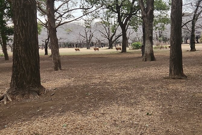 Private Tokyo City Tour With English Speaking Guide - Meiji Shrine Visit