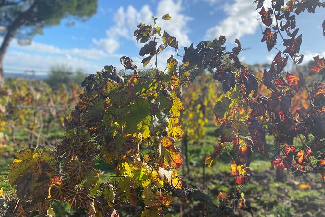 Private Top Brunello Montalcino Wine Tour & Food Pairing Session - Savor the Prized Wines