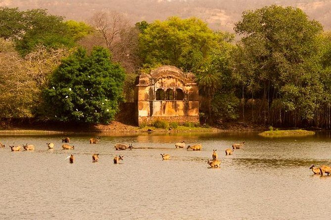 Private Tour: 2-Day Ranthambore National Park from Jaipur - Who This Tour Is Best For