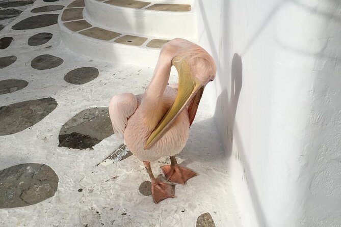 Private Tour: 4 Hours Mykonos Island Tour - Like a Local - Customer Feedback Highlights