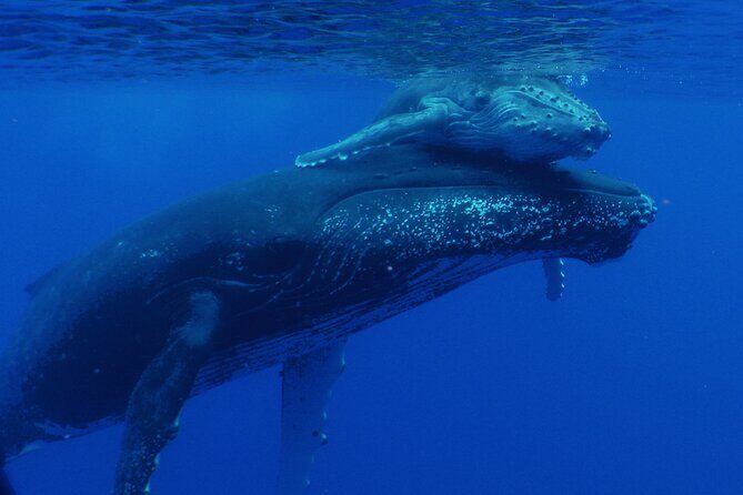 Private Tour 4h Whale watching quiet area peninsula Tahiti - Key Points