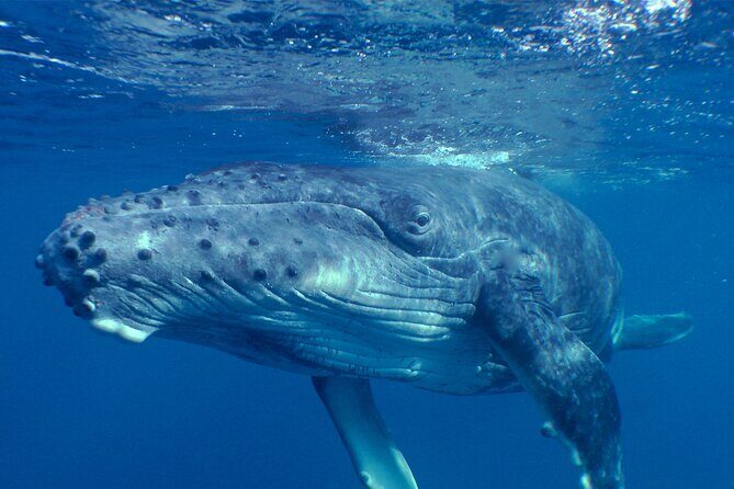 Private Tour 4h Whale watching quiet area peninsula Tahiti - An Authentic and Peaceful Whale Watching Experience