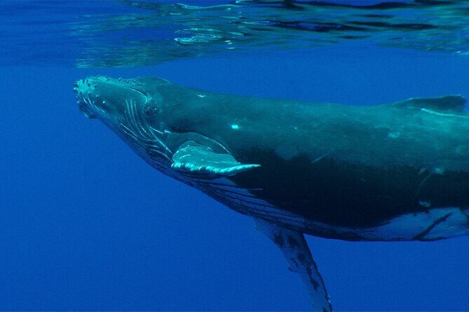 Private Tour 4h Whale watching quiet area peninsula Tahiti - Authentic Perspectives from Travelers
