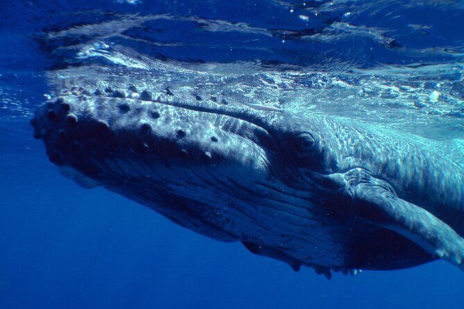 Private Tour 4h Whale watching quiet area peninsula Tahiti - FAQ