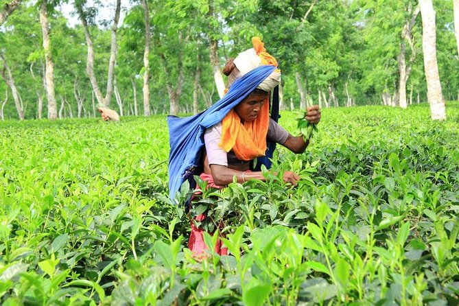 Private Tour: 5 Days - Bangladesh Nature & Culture Tour - North-eastern part - Analyzing the Value