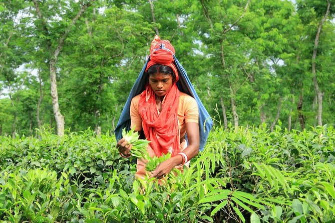 Private Tour: 5 Days - Bangladesh Nature & Culture Tour - North-eastern part - The Sum Up