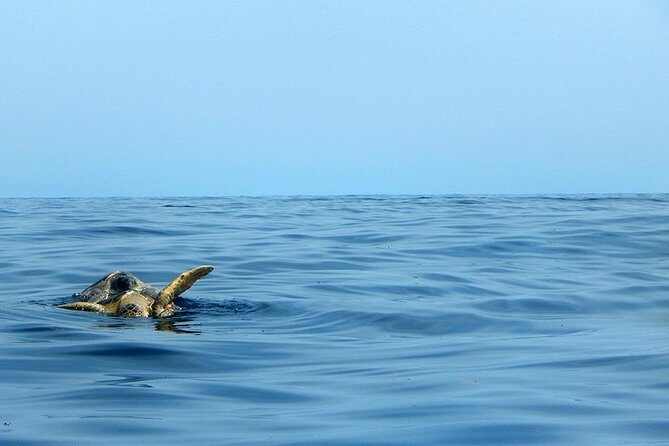 Private Tour: Akumal Marine Turtle Snorkeling and Cenote Adventure - Whats Included and Whats Not