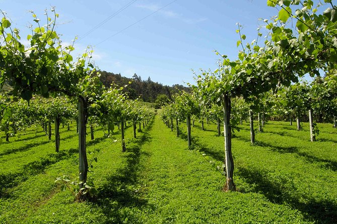 Private Tour Alvarinho (Melgaço and Monção) includes 3 wine tastings - Key Points