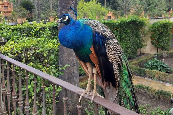 Private Tour and Tickets of Alcazar & Cathedral of Seville - Site Details: Alcazar
