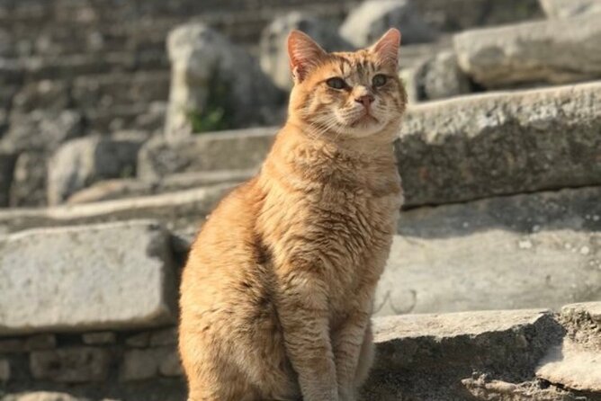 Private Tour: Archaeological Ephesus Private Tour from Kusadasi ( Ephesus ) Port - Transportation and Timing: What to Expect