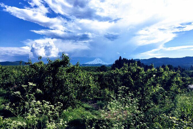 Private Tour at The Hood-Columbia Loop: Timberline, Orchards, and Waterfalls - The Experience: Exploring Oregon’s Natural Highlights
