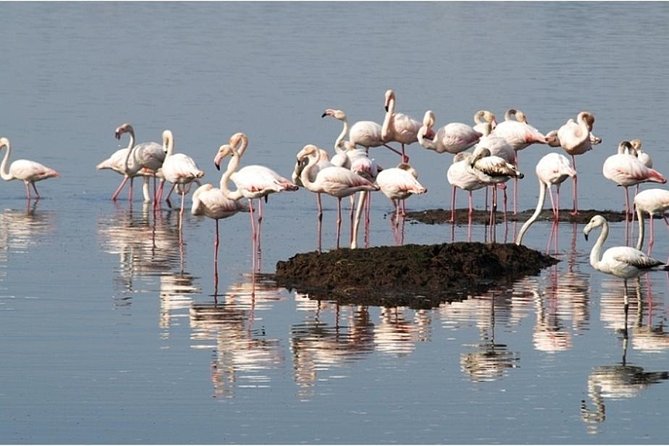 Private Tour Aveiro Little Venice and River Tour Moliceiro - The Practicalities: What to Expect